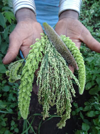 How central Indian tribes are coping with climate change impacts ...