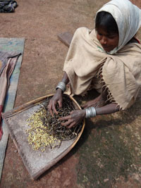 How central Indian tribes are coping with climate change impacts ...