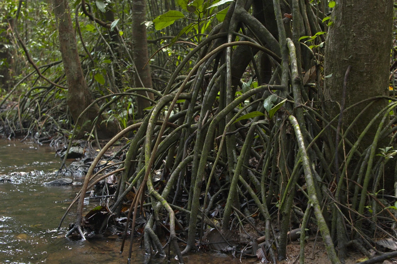 Why the ancient myristica swamps need more protection - Vikalp Sangam