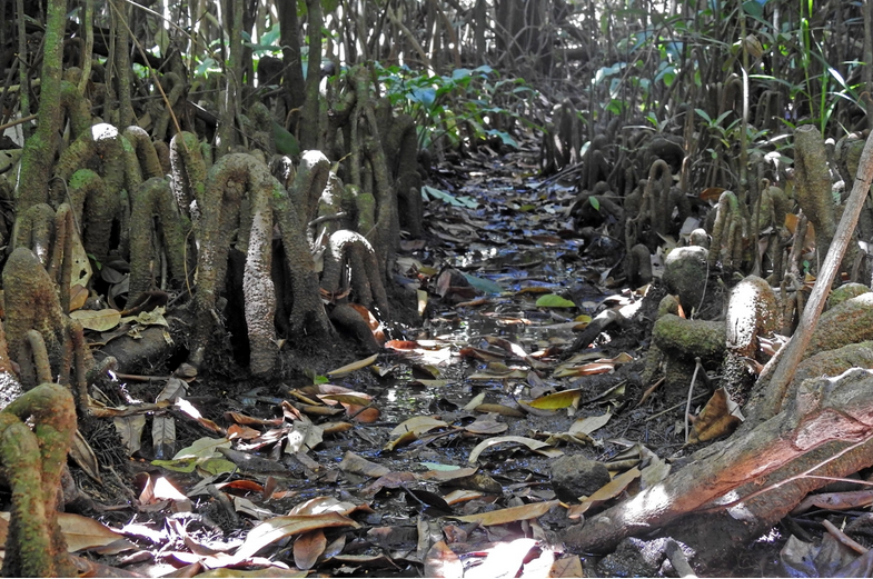 Why the ancient myristica swamps need more protection - Vikalp Sangam
