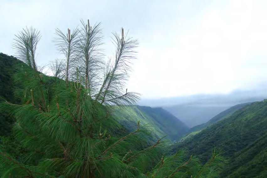 The Food Culture of Khasi Hills - Vikalp Sangam