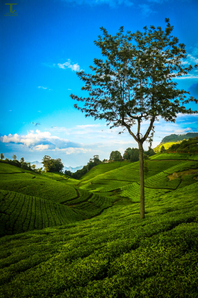 The Ficus in the Tea: The fight for the lonely atti maram (fig tree ...