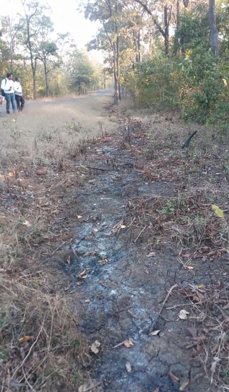 Defenders Of The Forest: How Forest Dwelling-Communities Of Gondia Are ...