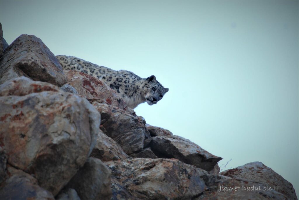 हिम तेंदुआ को कैसे बचाते हैं लद्दाखी? (In Hindi) - Vikalp Sangam