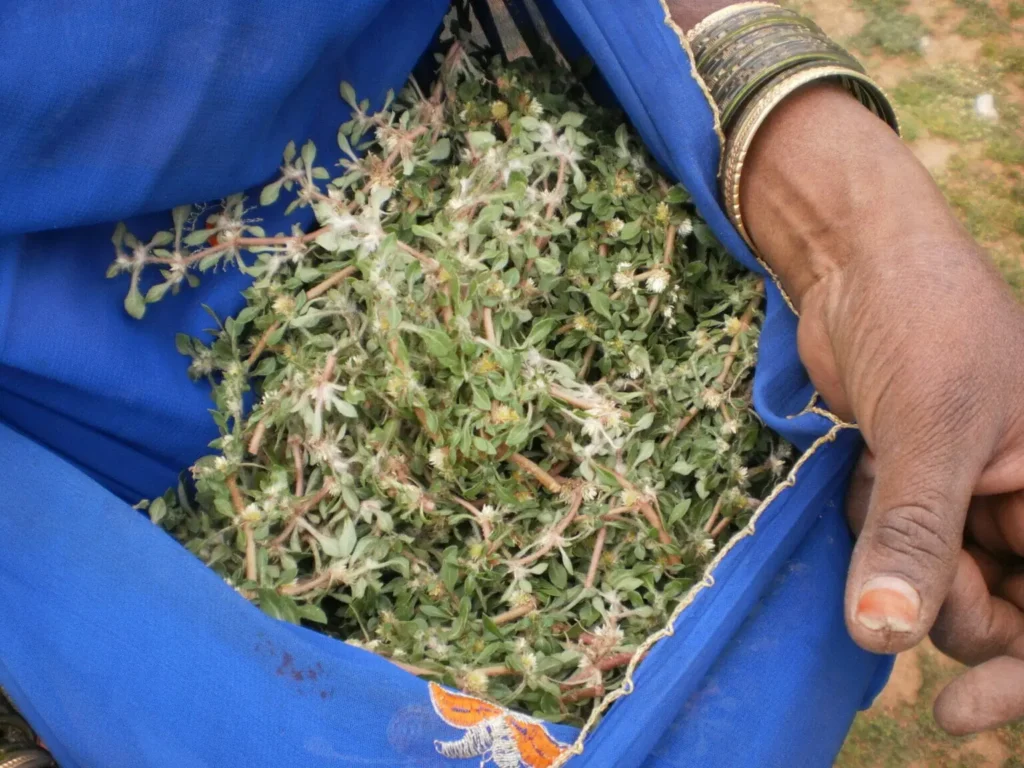 Chasing Soppu: A guide to wild edible plants in Bengaluru - Vikalp Sangam