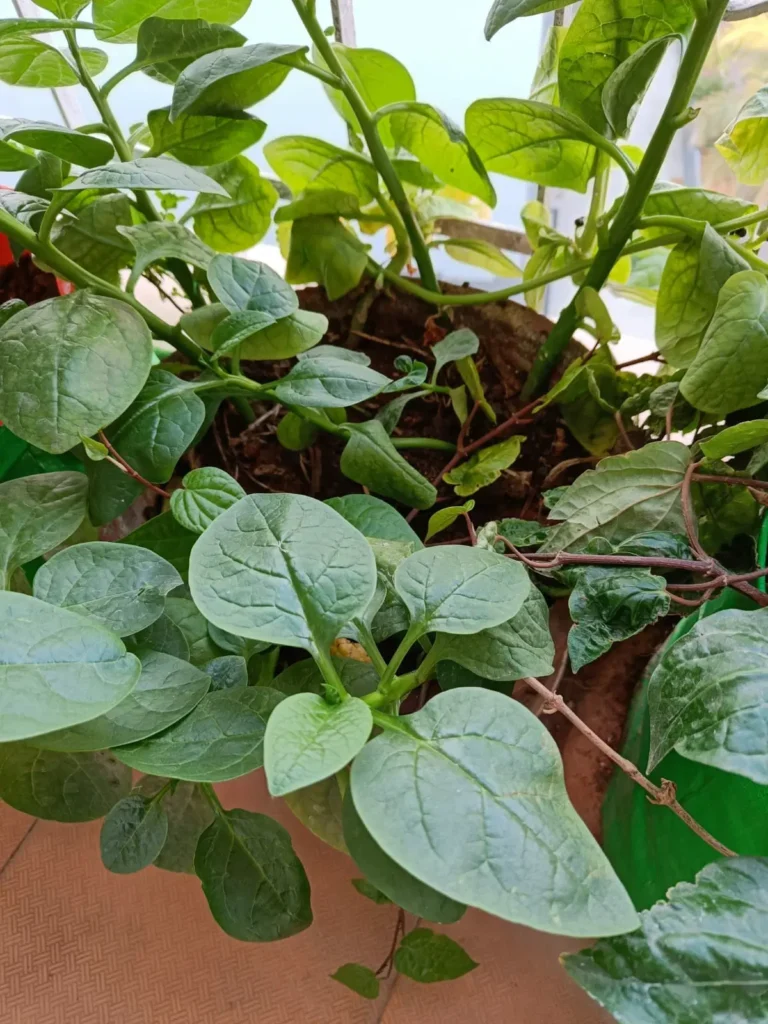 Chasing Soppu: A guide to wild edible plants in Bengaluru - Vikalp Sangam
