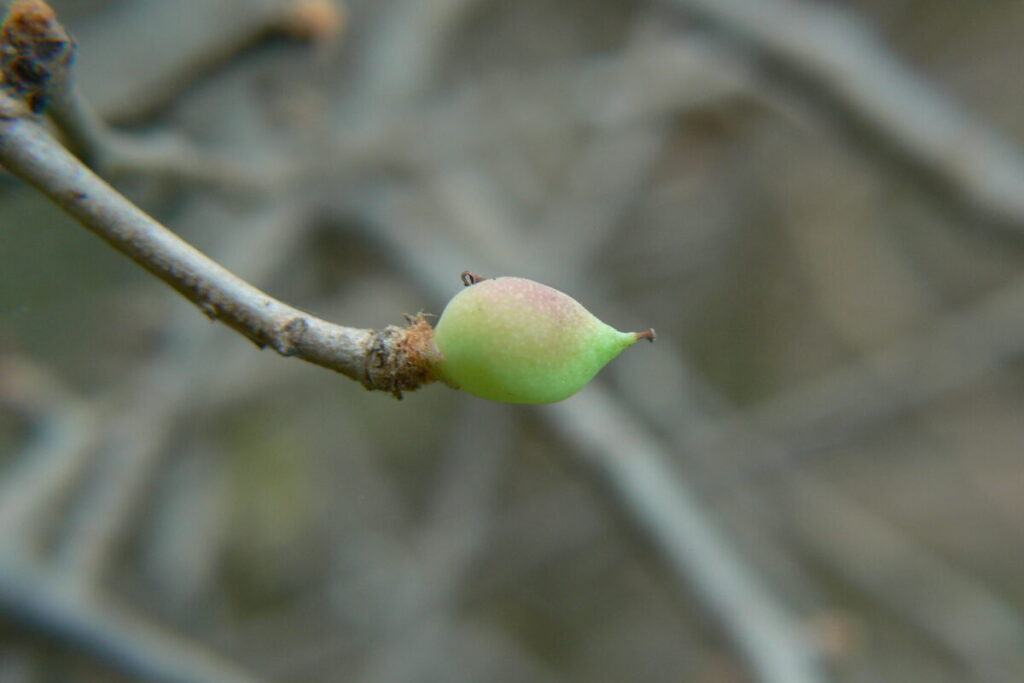 From abundance to endangerment to revival, Kachchh’s guggal comes a ...