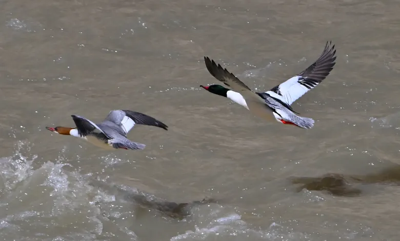 The River Speaks - Vikalp Sangam