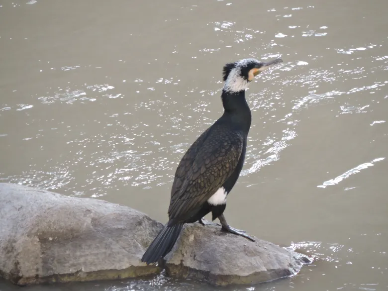 The River Speaks - Vikalp Sangam