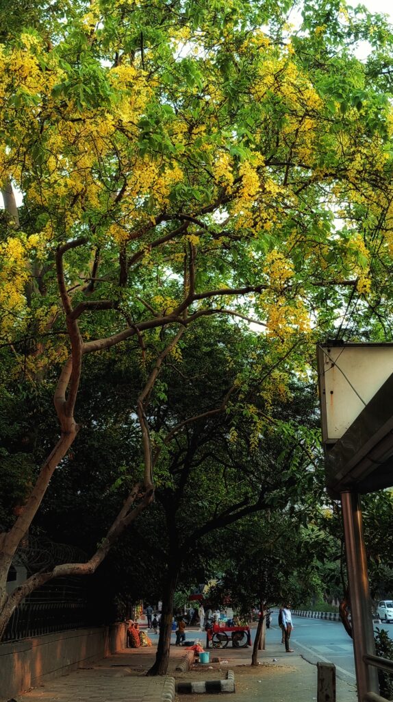 Look beyond the looks: To strategize and promote native trees in urban ...