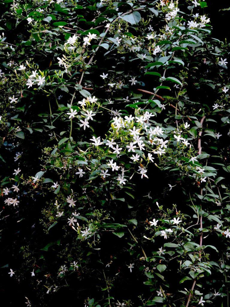 Look beyond the looks: To strategize and promote native trees in urban ...