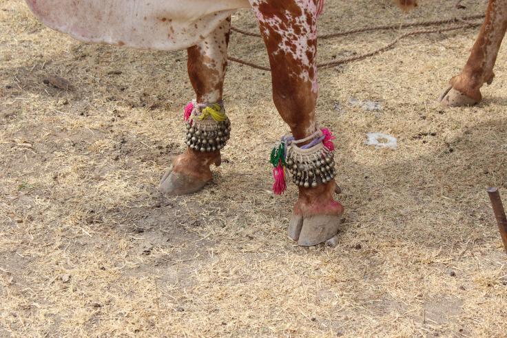 Indigenous Knowledge of Livestock Breeding and Management - Vikalp Sangam