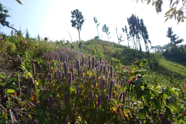 Why do indigenous communities persist with practising shifting ...