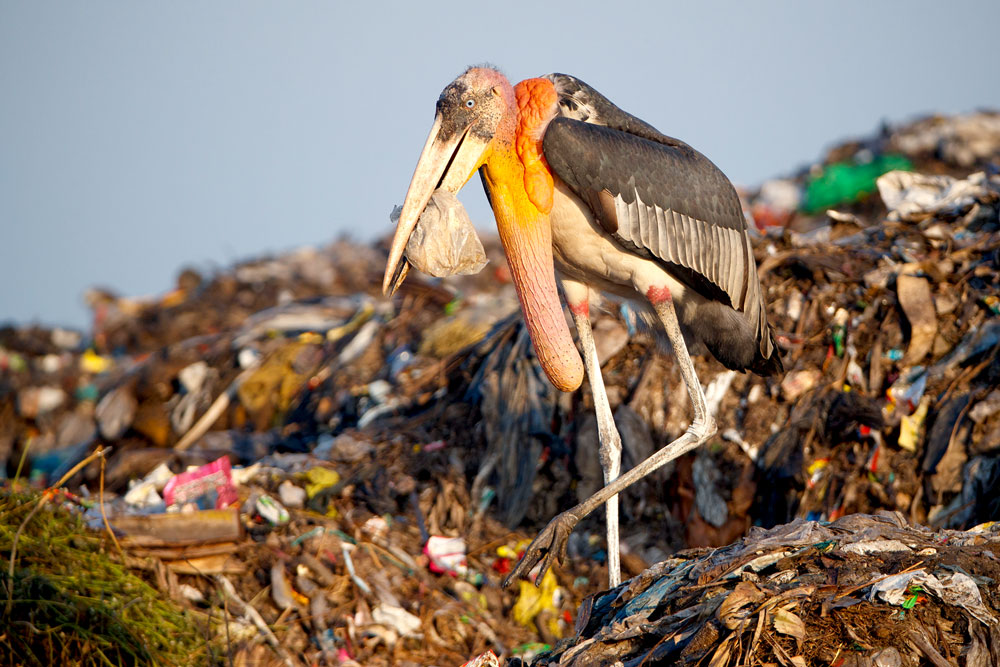 Meet the Indian Scientist Who Gave the Greater Adjutant Stork an Image ...