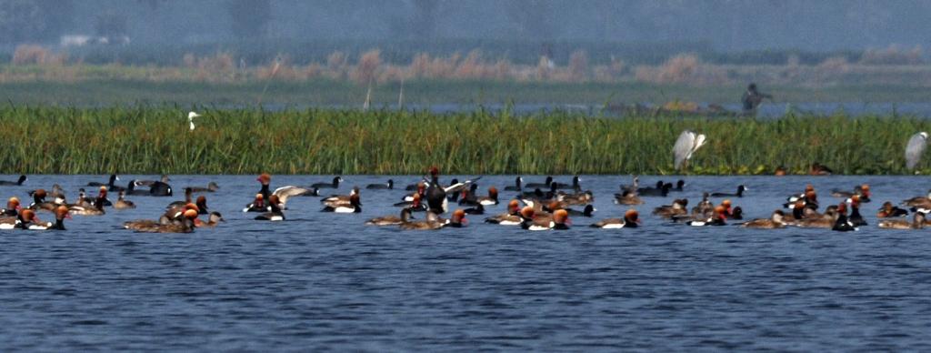 Gogabeel is Bihar’s first community reserve - Vikalp Sangam