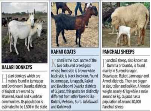 Three Gujarat breeds get national recognition - Vikalp Sangam