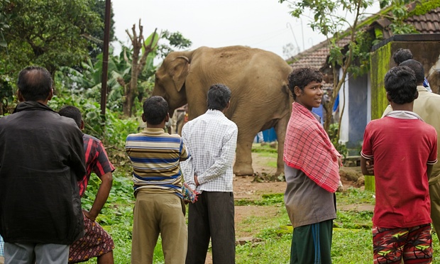 Indian conservationist wins Whitley award for saving elephants via SMS ...