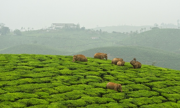Indian conservationist wins Whitley award for saving elephants via SMS ...