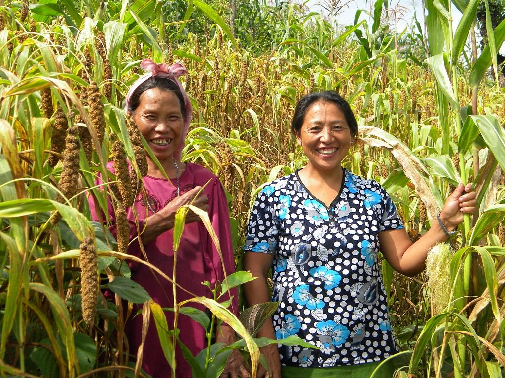 Millets are returning to our fields and plates - Vikalp Sangam