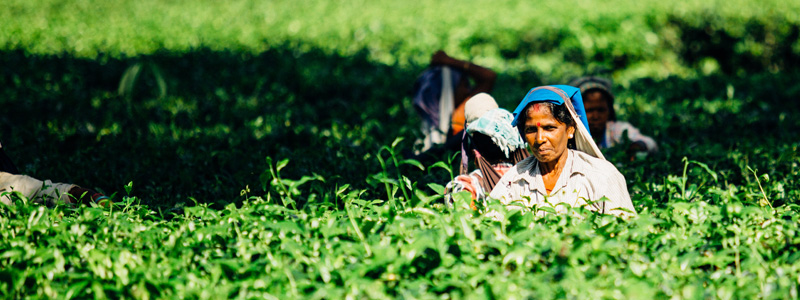 Less Rice, More Nutritious Crops Will Enhance India’s Food Supply ...
