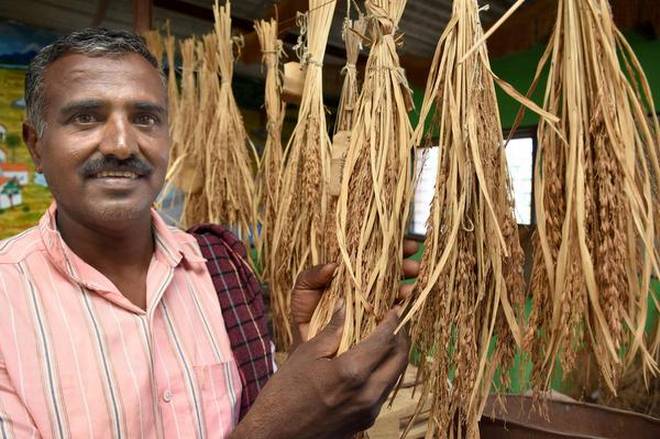 Two museums in Mandya are saving native paddy grains from extinction ...