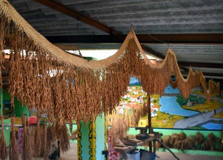 Two museums in Mandya are saving native paddy grains from extinction ...
