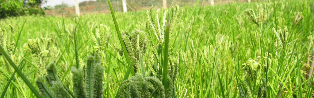 Odisha set to introduce locally produced millets into ICDS, PDS ...