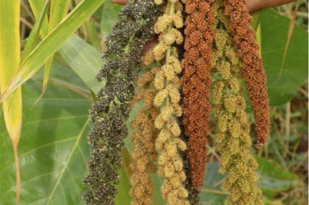 Millets, The ‘Nutri-Cereals’ That Could Give Fillip to Mission ...
