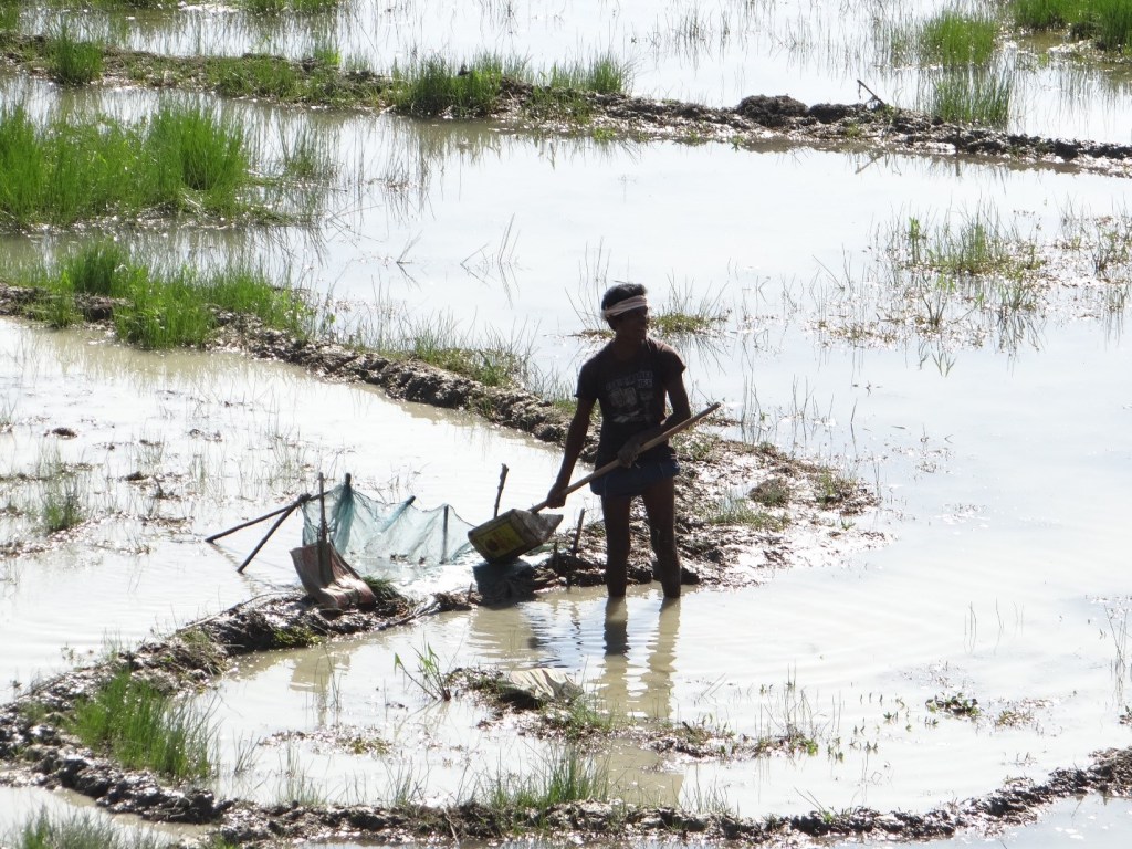 Celebrating India’s Riverine Fisheries on the World Fisheries Day ...