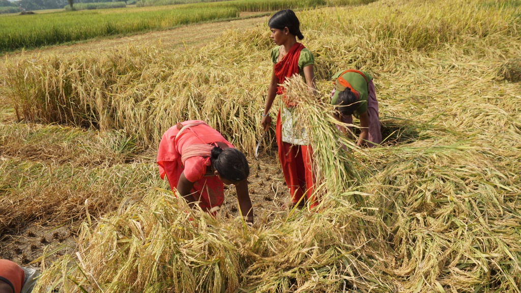 How a Remote Bihar Village Ushered in an Organic Farming Revolution in ...