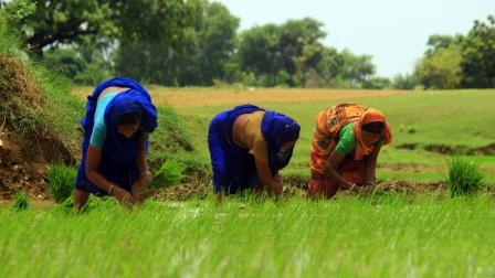 How a Remote Bihar Village Ushered in an Organic Farming Revolution in ...