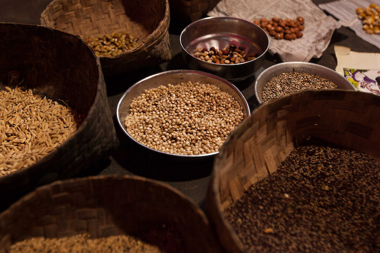 Indian tribe revives heirloom seeds for health and climate security ...