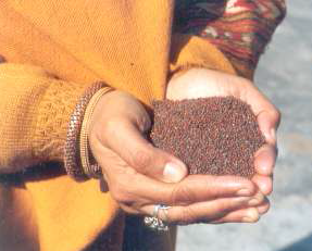 Beeja Vidyapeeth - Seed conservation initiative in Uttarakhand - Vikalp ...