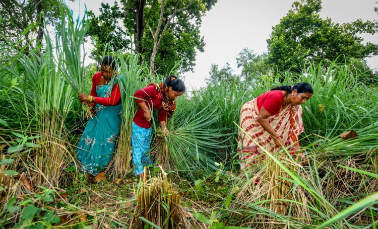 How Forest-Dwelling Communities are Braving the Pandemic - Vikalp Sangam