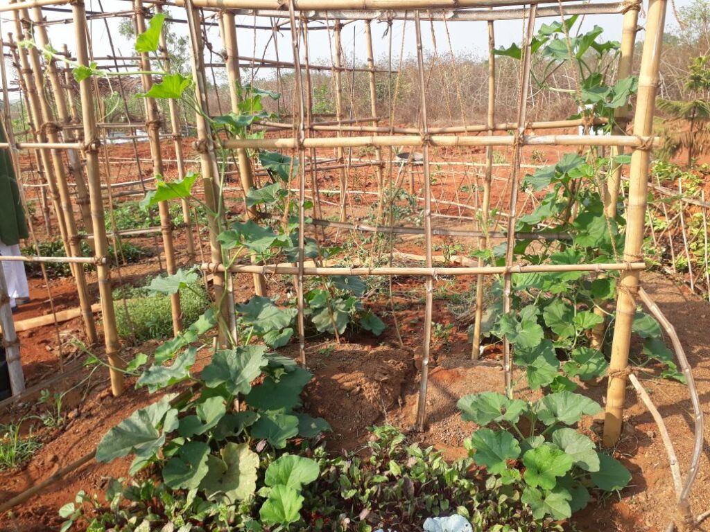 A Farm of Hope and New Ideas in Rural Odisha - Vikalp Sangam