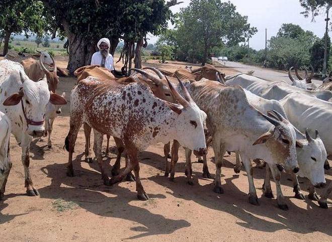 Conservation now assured for Thurpu cattle of Amrabad - Vikalp Sangam