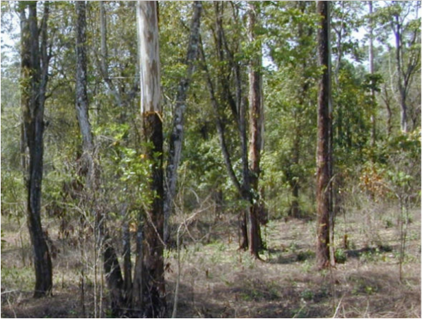 Restoration is no substitute for undisturbed forests. - Vikalp Sangam