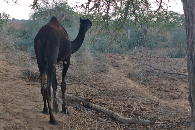 Swimming camels, mangrove islands of Kachchh face mounting challenges ...