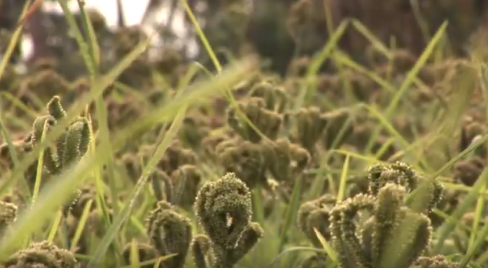 Securing Livelihoods - The Paderu Story - Vikalp Sangam