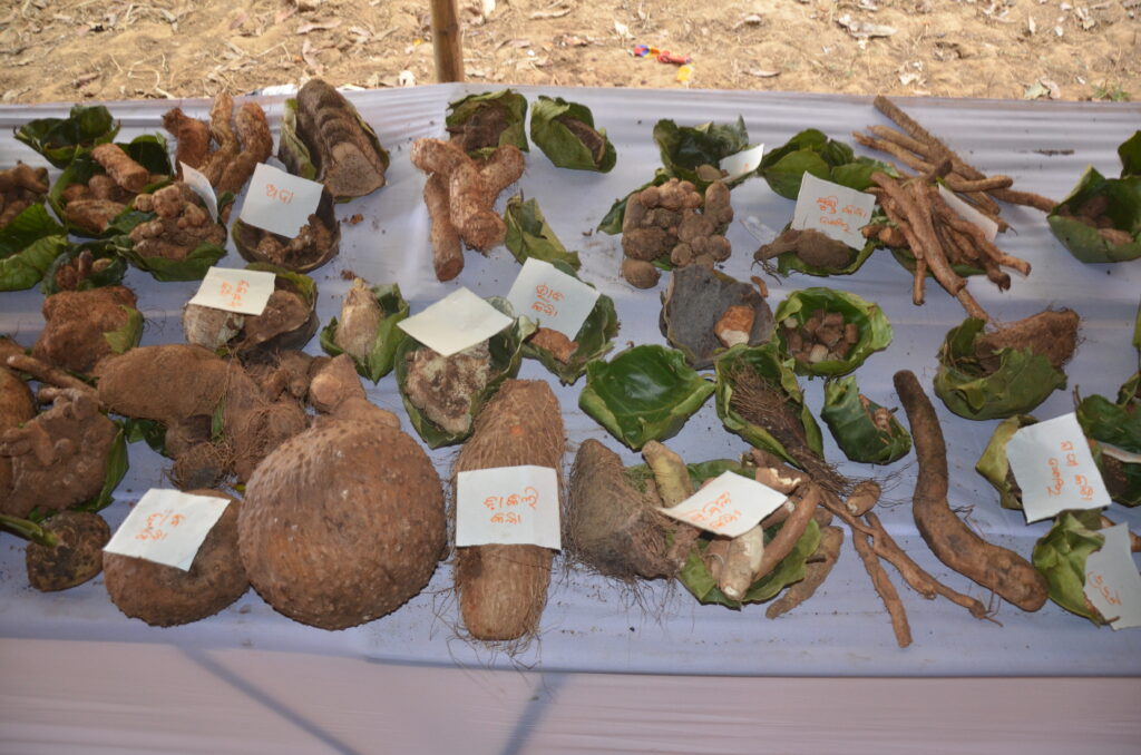 The Rich Diversity of Forest Foods - Vikalp Sangam